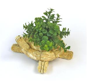 Garden Turtle Planter - FloraCraft